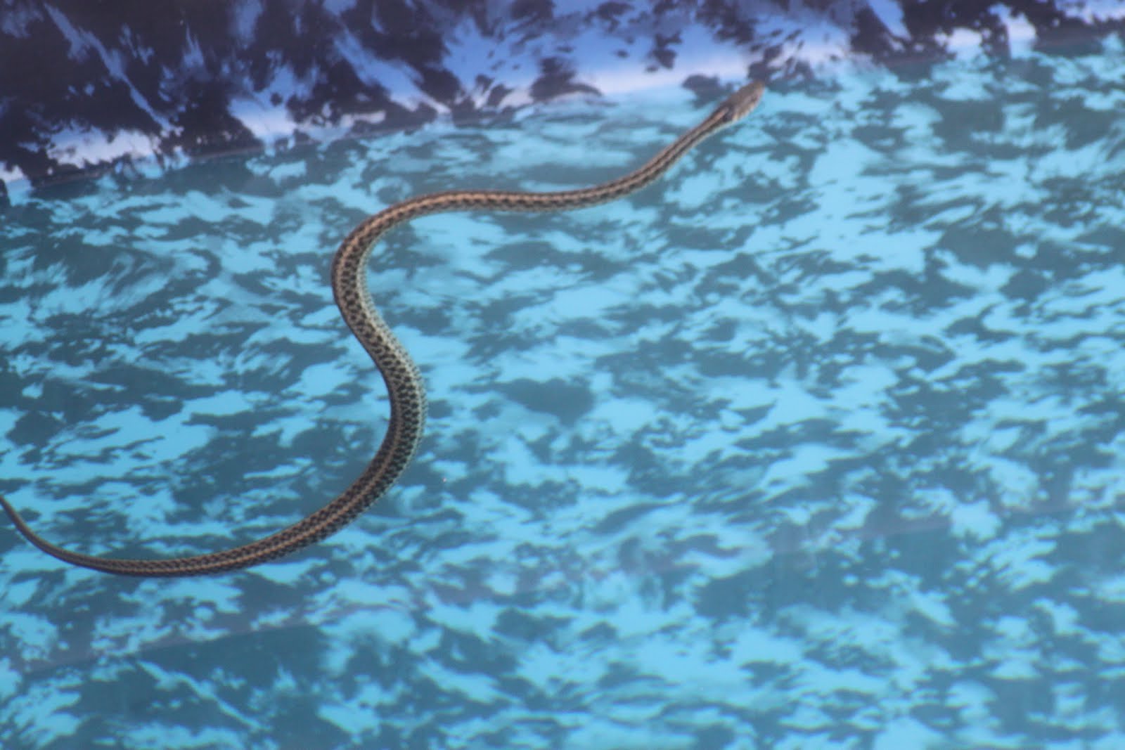 The Evans Family: The snake in the pool...