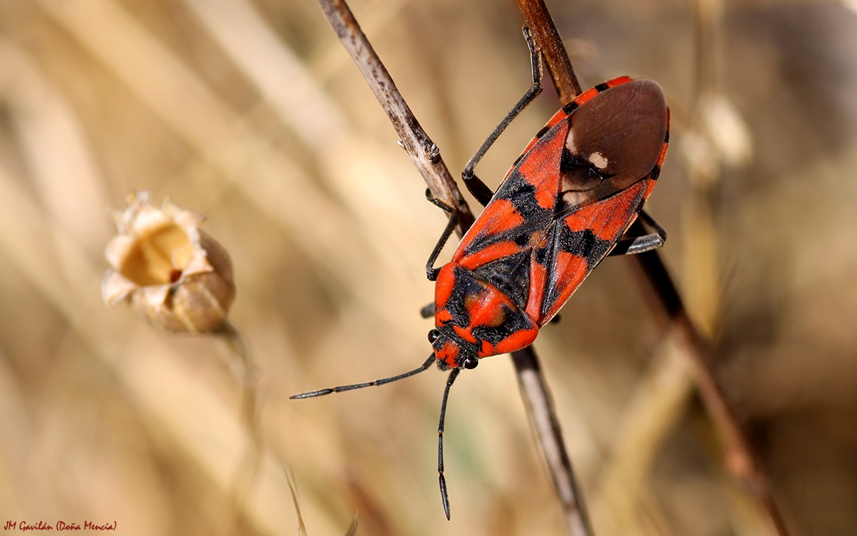 Fotografía de Naturaleza - JM Gavilán: Spilostethus pandurus