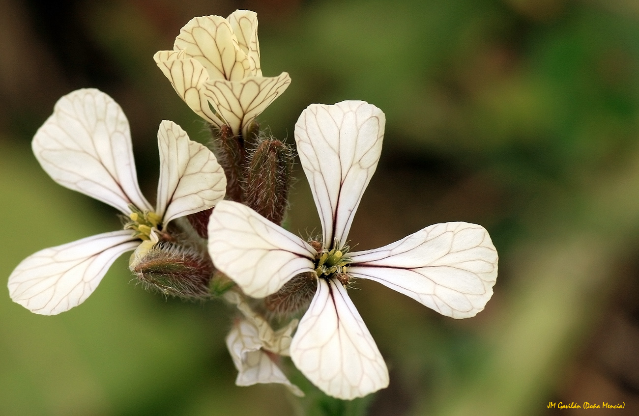 Fotografía de Naturaleza - JM Gavilán: Eruca vesicaria