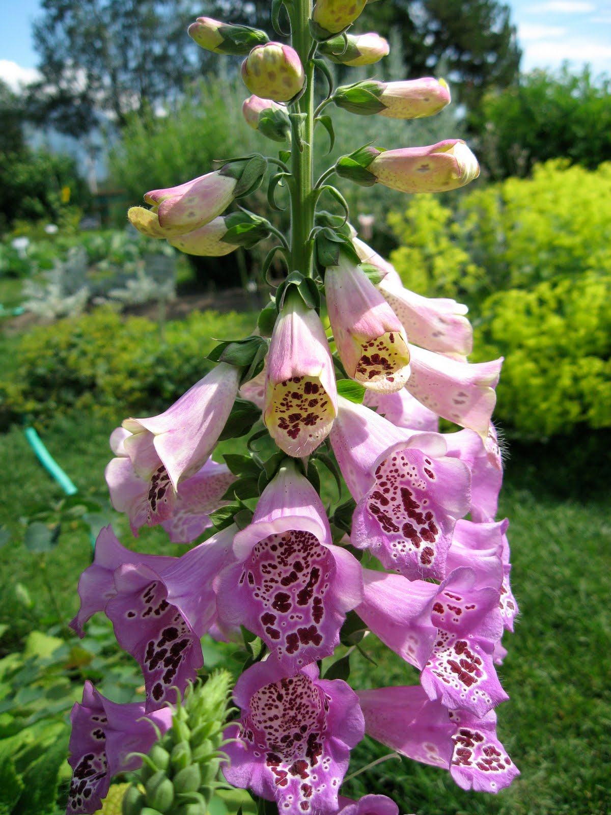 What's Blooming in the Palmer Garden?: Week of July 19, 2010