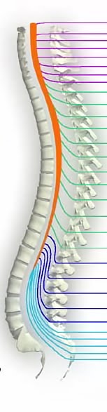YOGA, VOICE, SPEECH AND ACTING: SPINAL CORD AND POSTURE EXERCISES