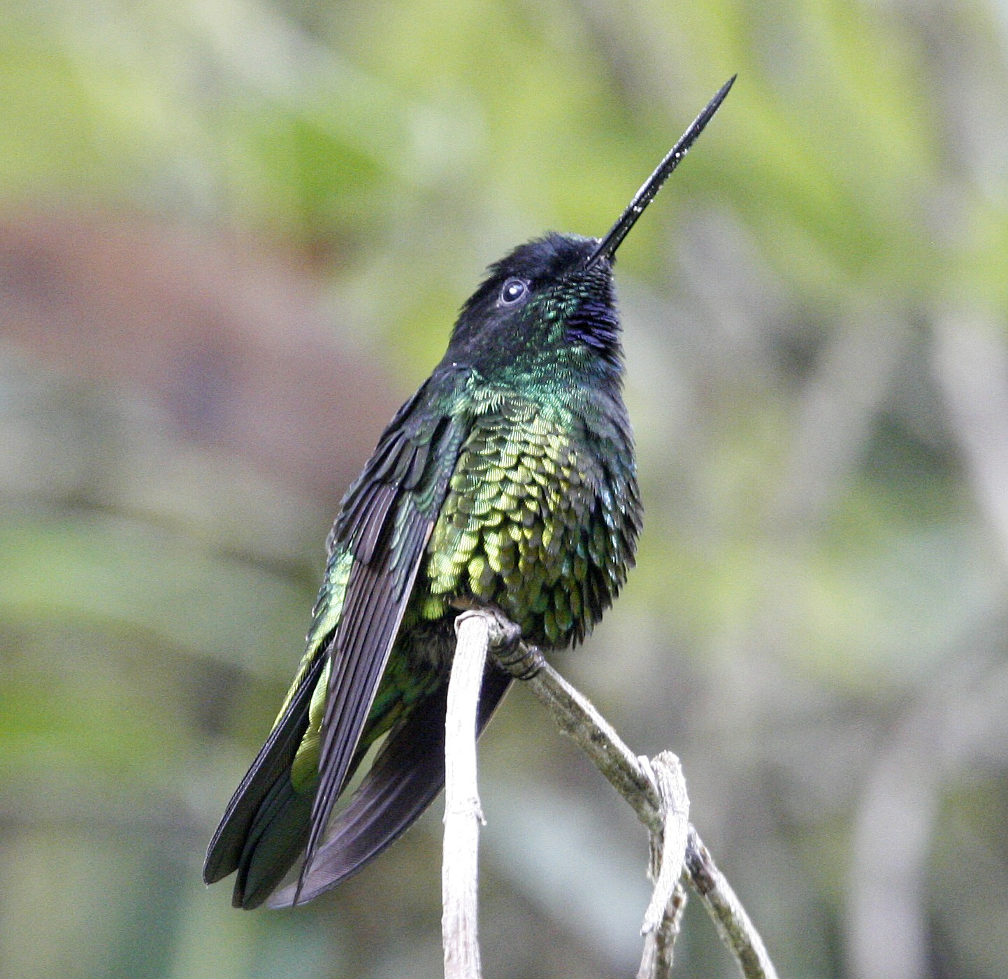 The Bagsy Blog: 06/15/10