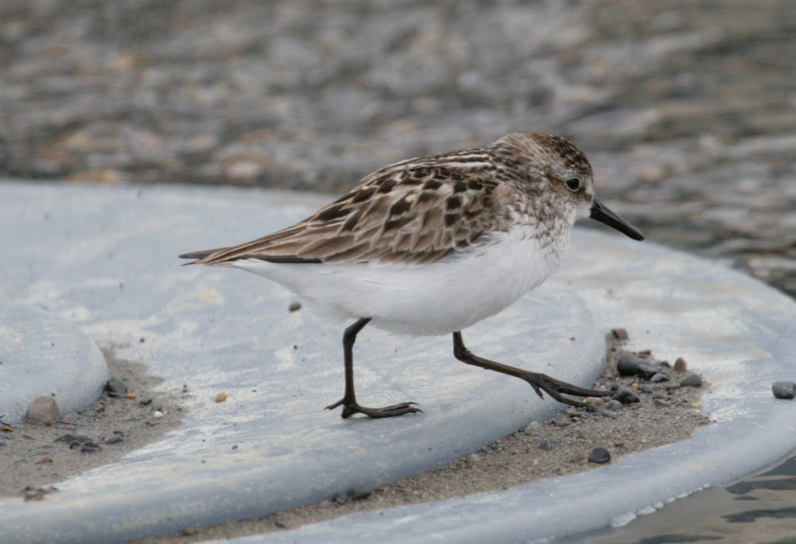 The Bagsy Blog: Stints & Sandpipers - a Minefield