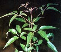 Karunochi /Karu nochi -k-ka-karu-(Five leaved chaste tree ) - KERALA FLORA