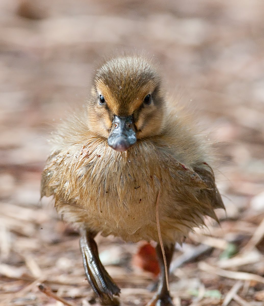 Welcome to. . .: Ducklings and more