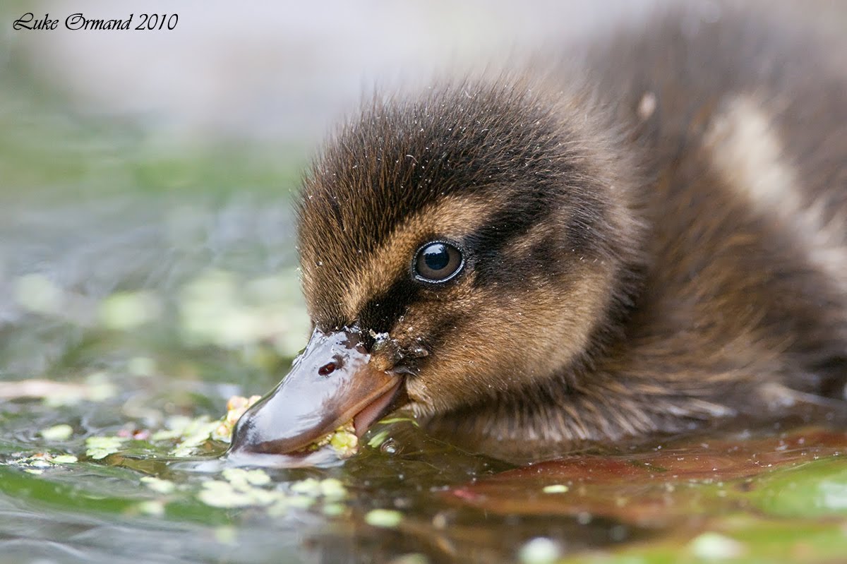 Welcome to. . .: Ducklings and more