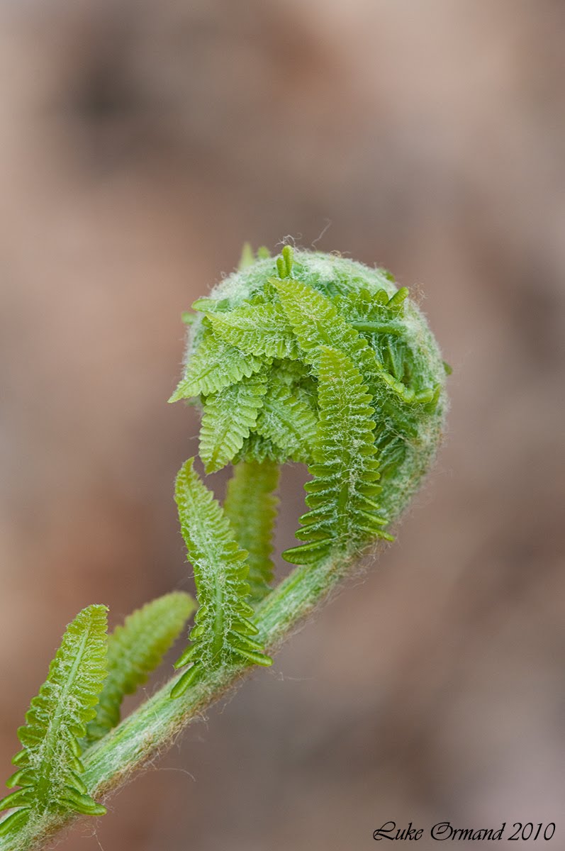 Wild Long Island Photography Blog: 2010-04-25