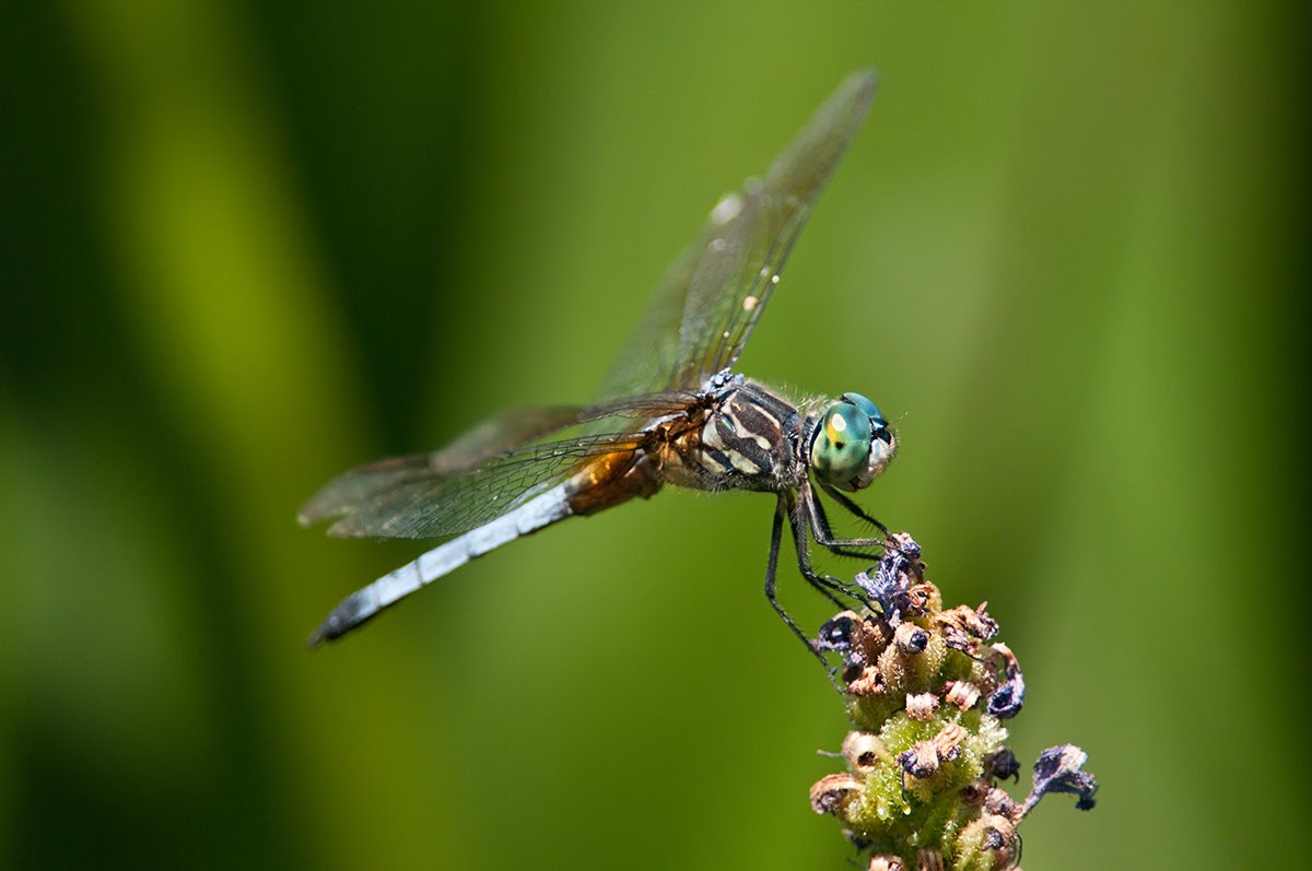 Wild Long Island Photography Blog: Florida Fauna
