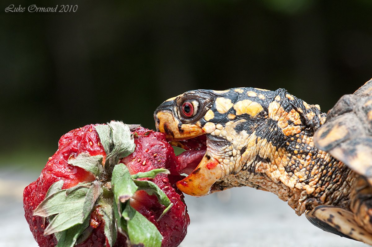 Wild Long Island Photography Blog: The Turtle and the Strawberry