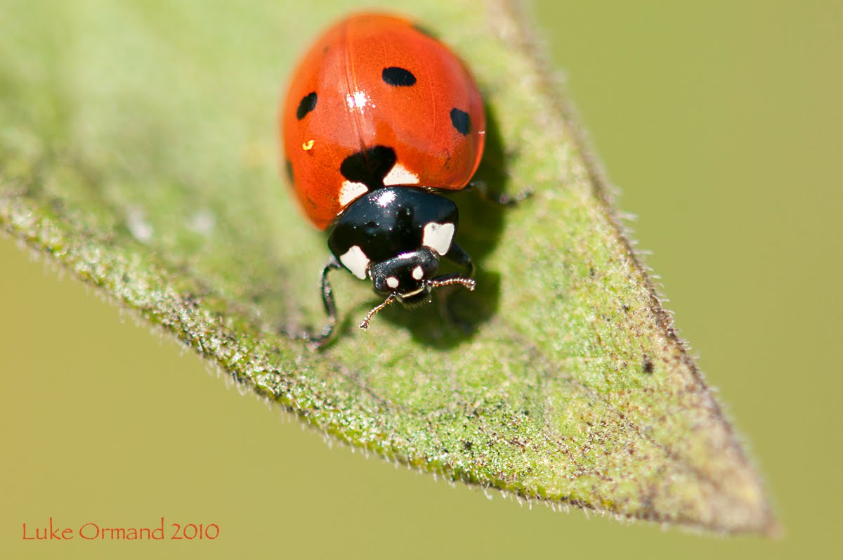 Wild Long Island Photography Blog: Praying Mantis and other critters