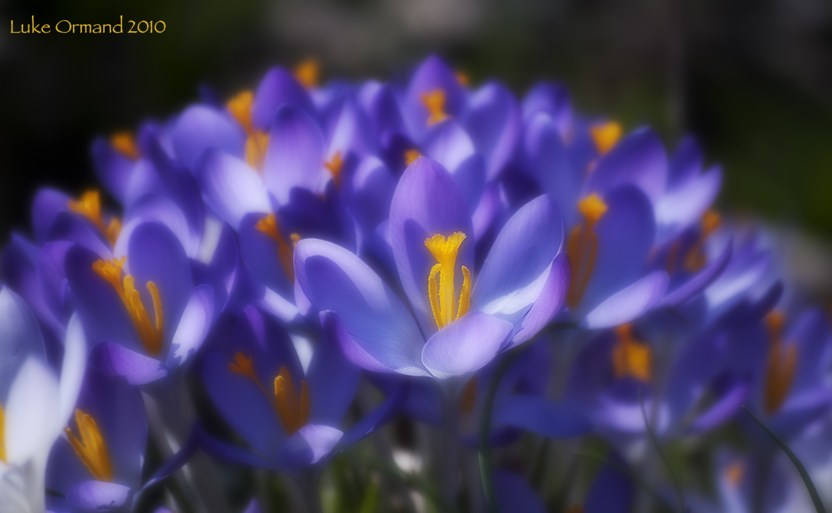 Wild Long Island Photography Blog: Flower Effects