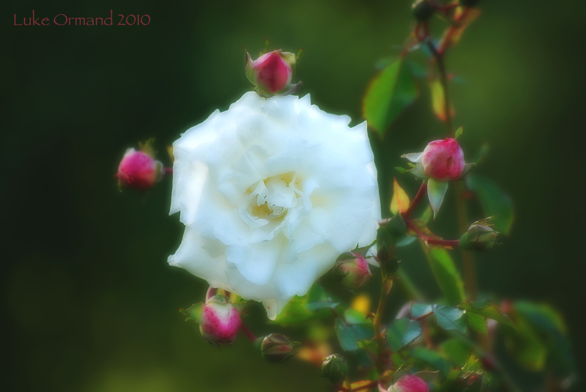 Wild Long Island Photography Blog: Flower Effects