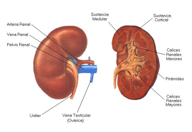 SISTEMA URINARIO: ANATOMIA DEL RIÑON