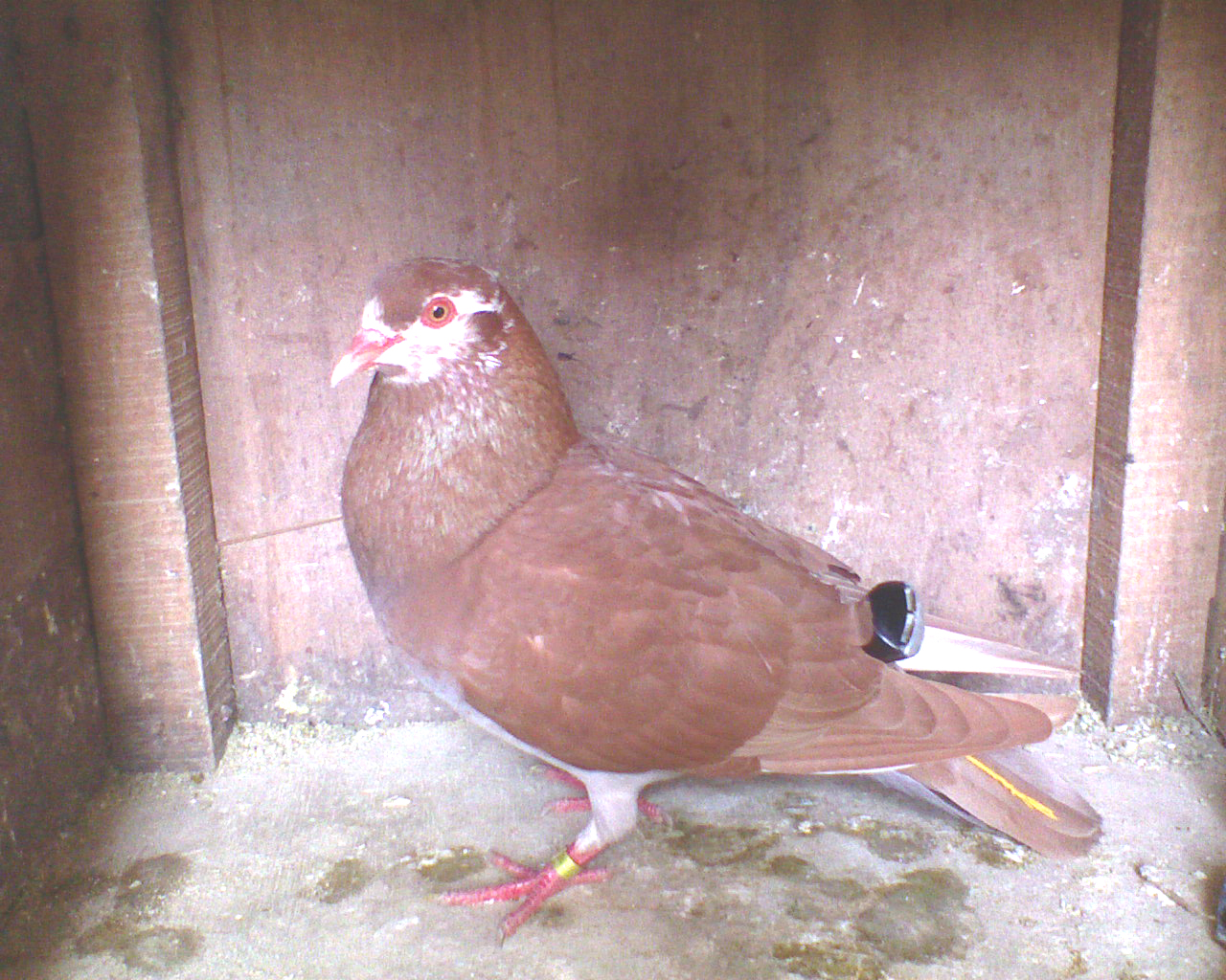 Cara memilih merpati Juara ~ AAN CLEVER