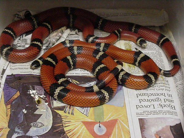 OMEGA: SERPIENTE CORALILLO Y FALSA CORALILLO