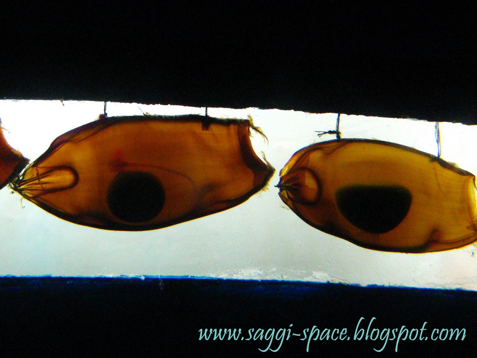 Stingrays, Sharks and many more at the Manila Ocean Park