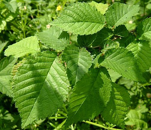 Ulting and Langford Trees: English Elm - Ulmus procera