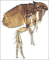 Planeta albastră: Purici