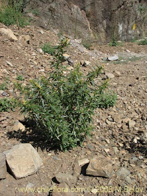 Plantas Medicinales El Abrojo | freealfin