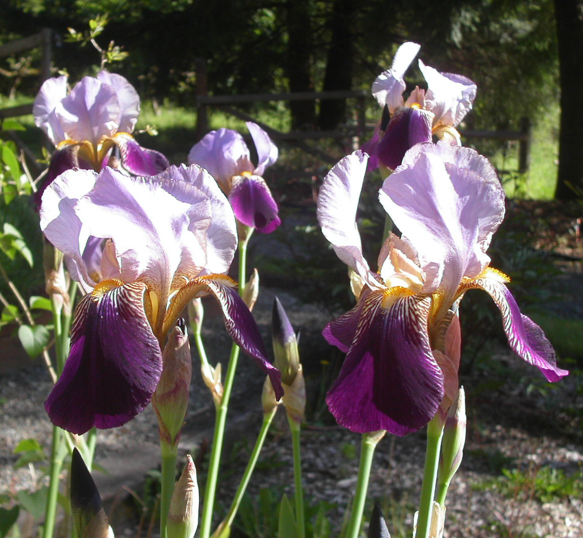 Still Coloring Out Of The Lines: Why Irises?