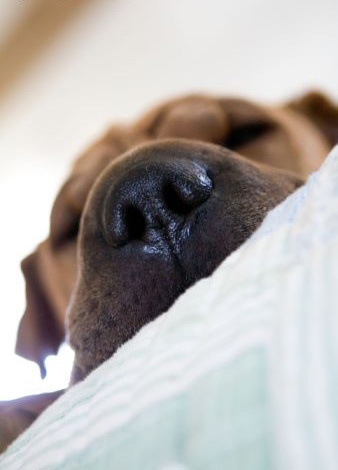 Why Are Dogs Noses Cold