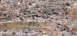 SUPREME PRODUCTS: Top Tips for preventing Mud Fever!