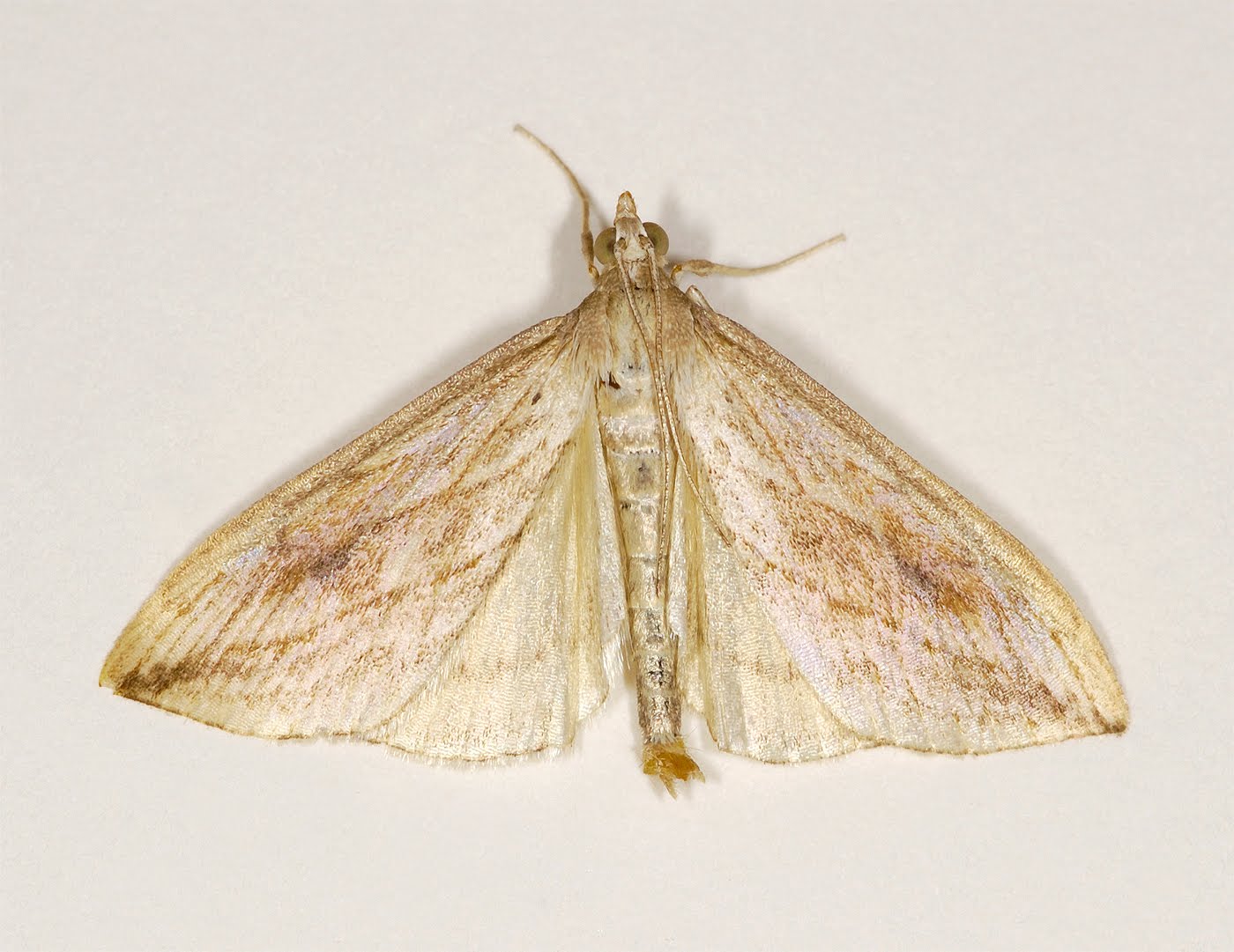 West Dunbartonshire Moth Blog: Garden Pebble (Evergestis forficalis)