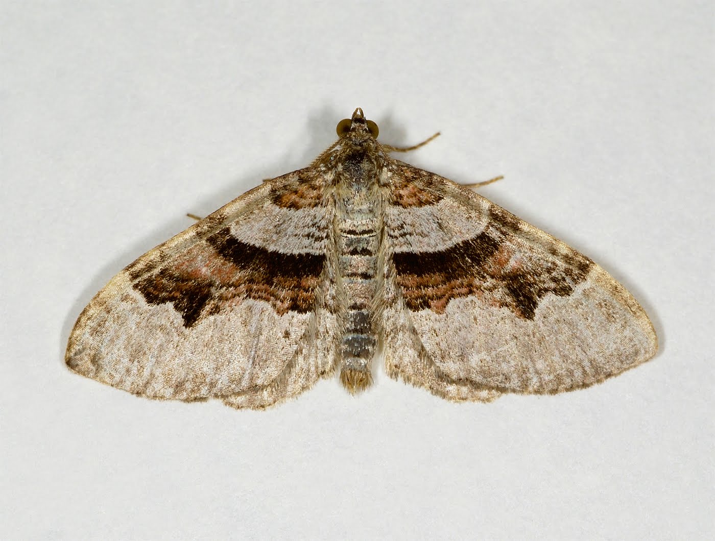 West Dunbartonshire Moth Blog: Flame Carpet (Xanthorhoe designata)