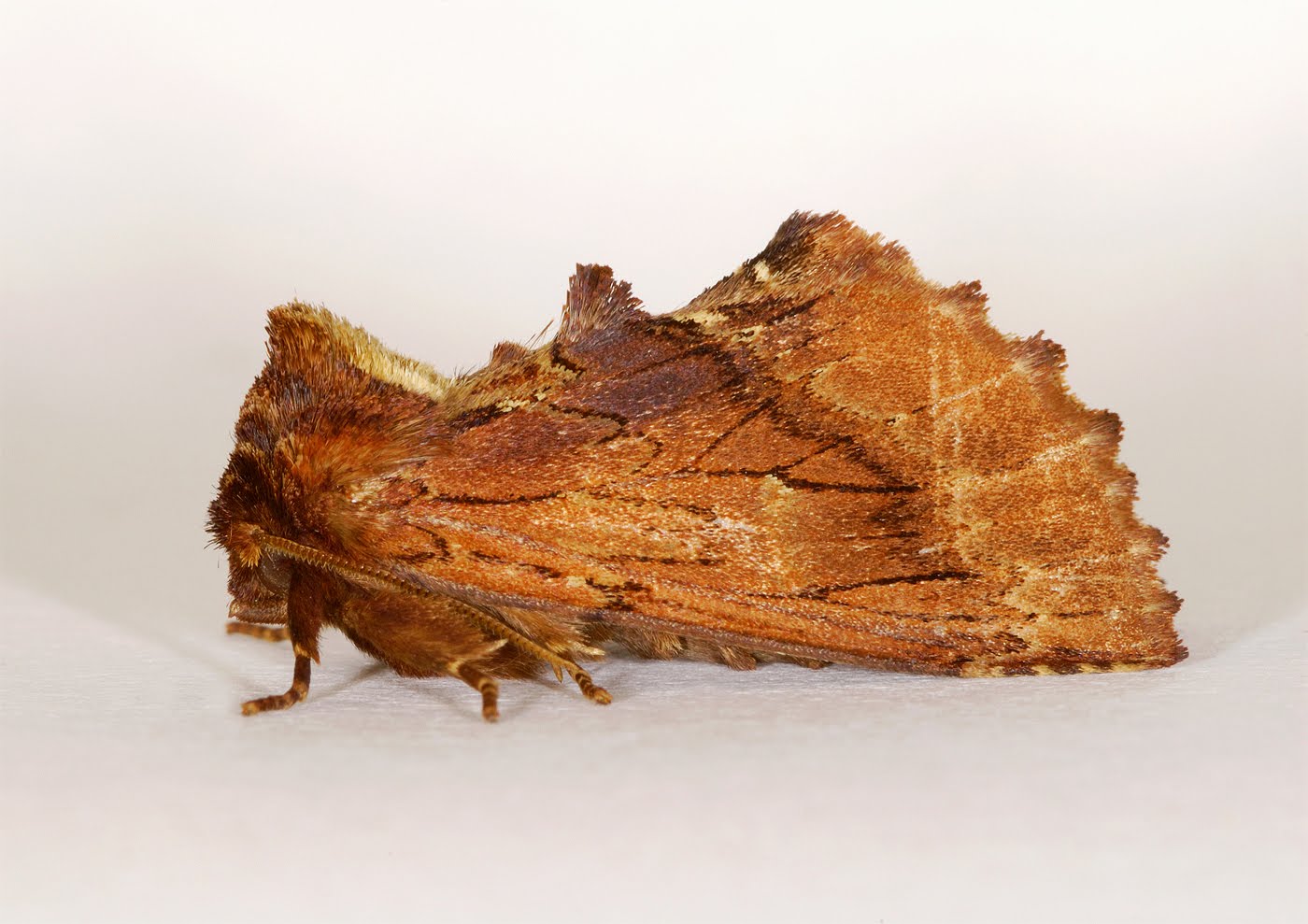 West Dunbartonshire Moth Blog: Coxcomb Prominent (Ptilodon capucina)