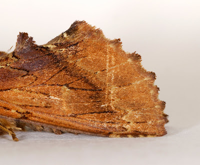 West Dunbartonshire Moth Blog: Coxcomb Prominent (Ptilodon capucina)