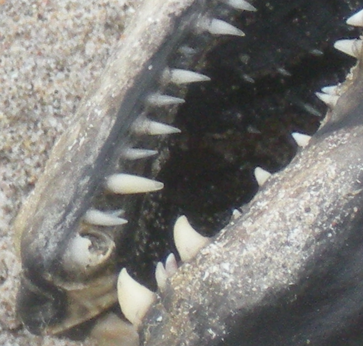 List 105+ Pictures Pictures Of Fish With Teeth Updated