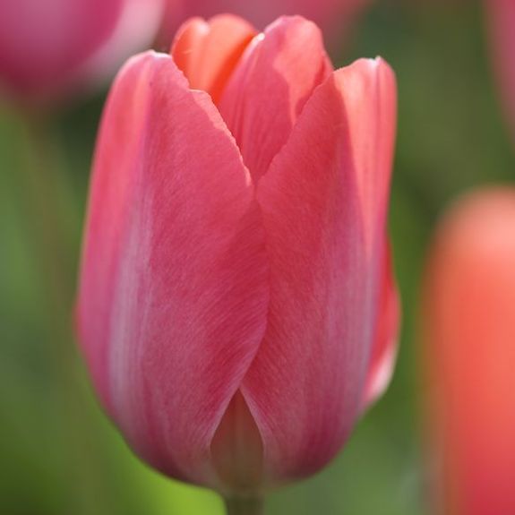 nwgardens: Eijk Tulip