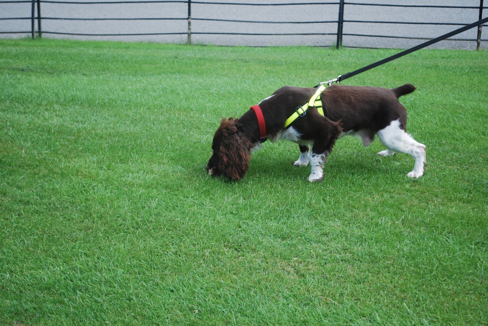 Conservation Dogs: Bat Carcass Detection Dog Training Program