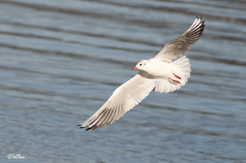 In linii mari: Pasari: Larus ridibundus (Pescarus razator)