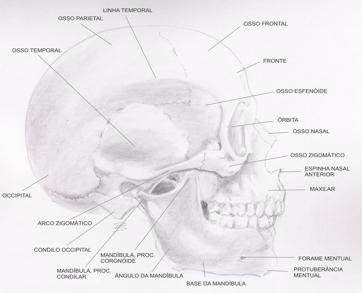 Estudo da Cabeça Humana - Arcas de Arte