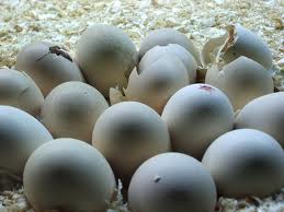 Avifauna: Reproducción de las Aves