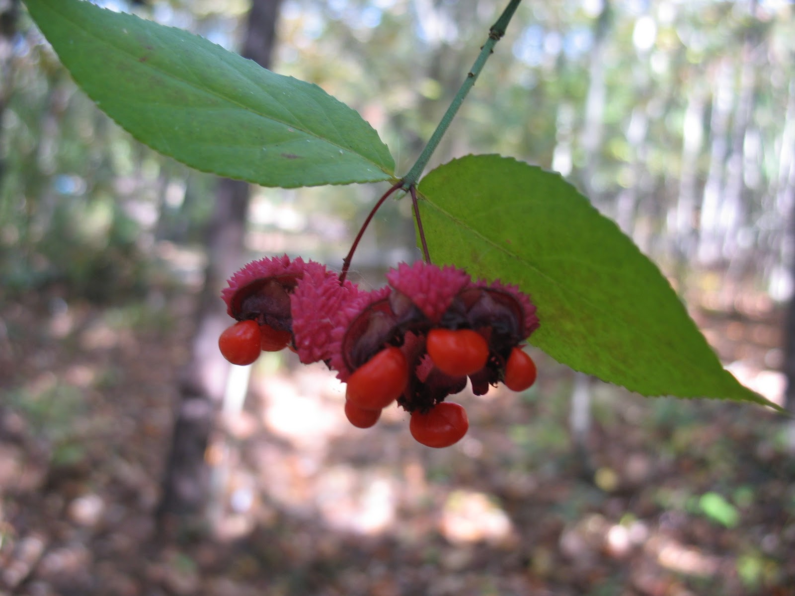 Using Georgia Native Plants: In Season