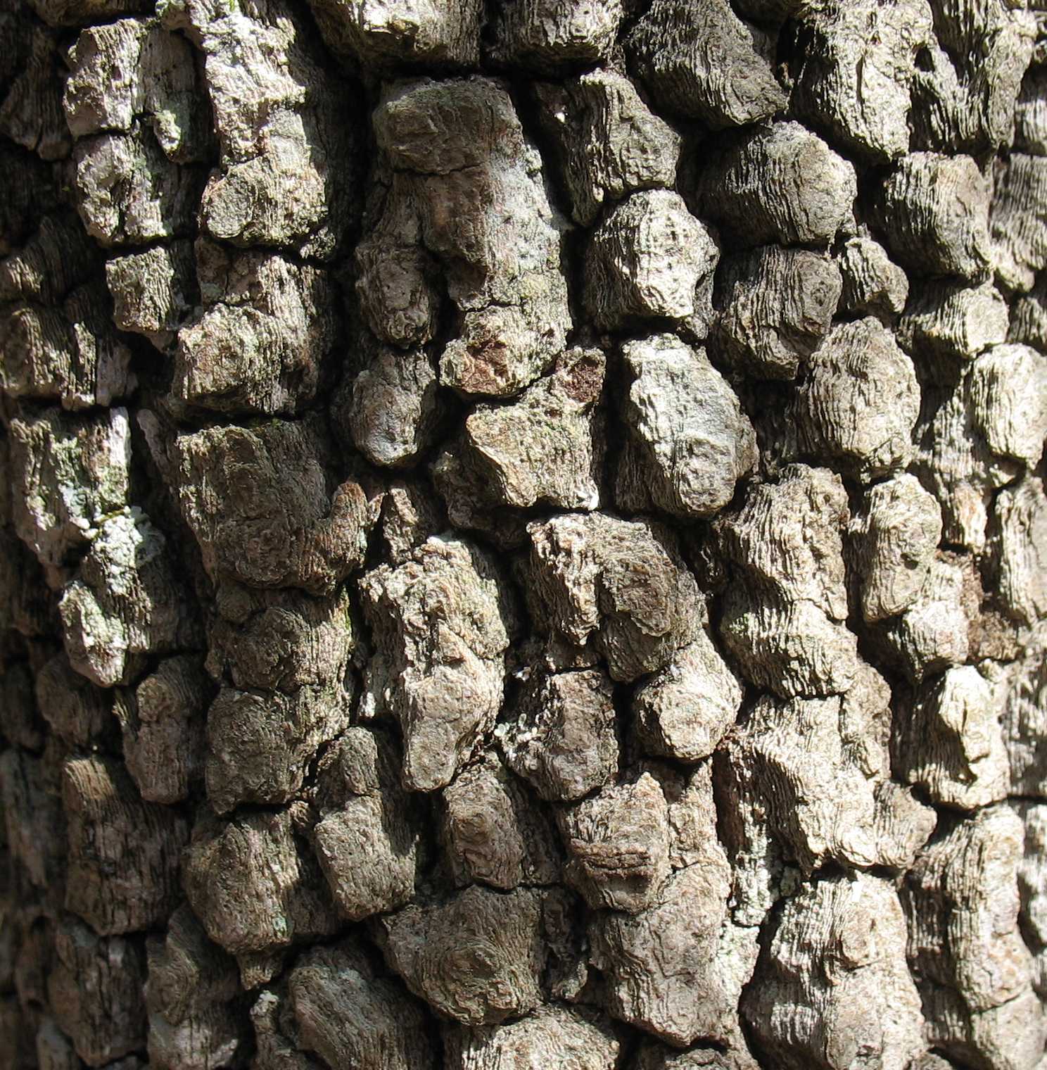 Using Georgia Native Plants: November 2010