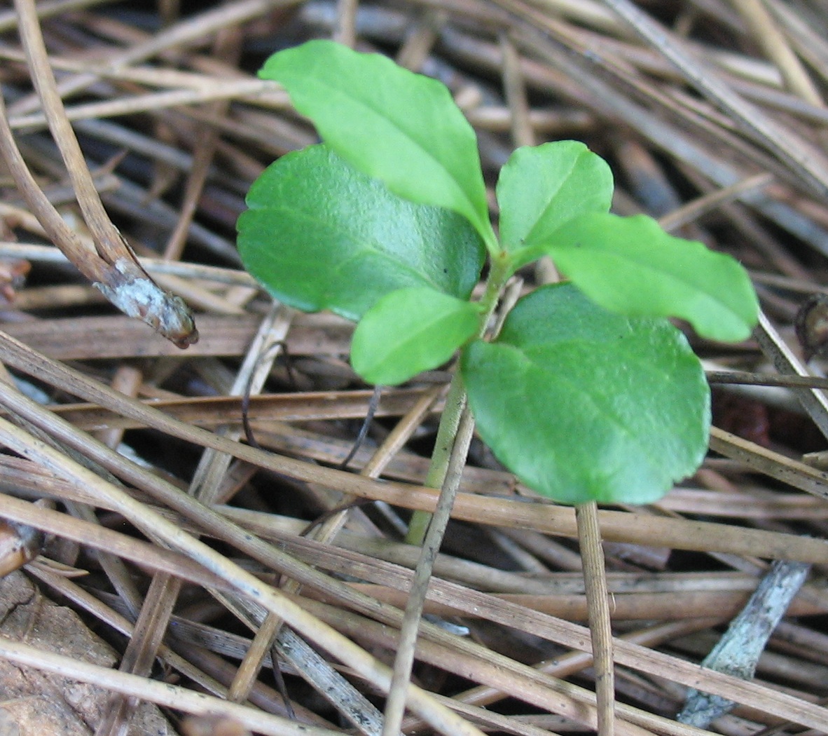 Using Georgia Native Plants: Winter Weeds