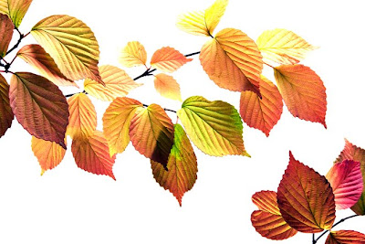 Frank Rapp Photography