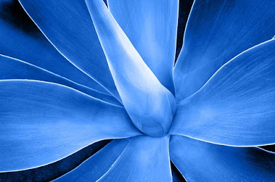 Frank Rapp Photography