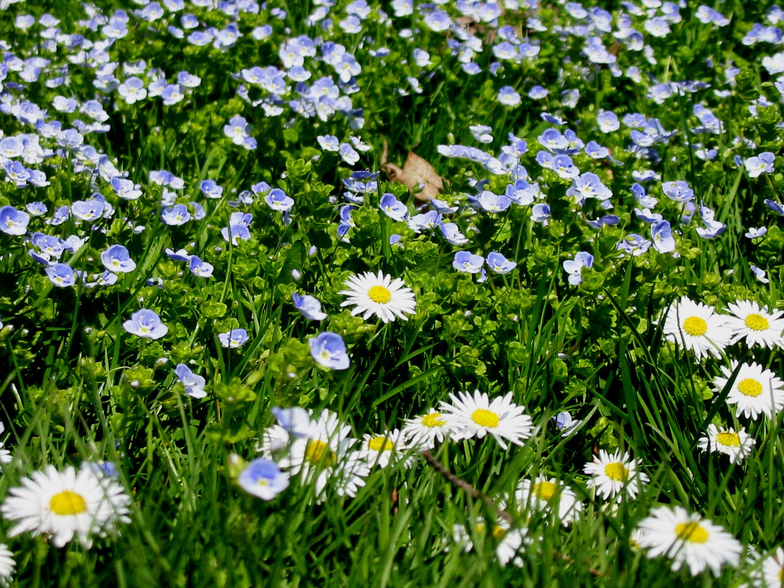 The Moonlight Gardener: My favorite thing in bloom today