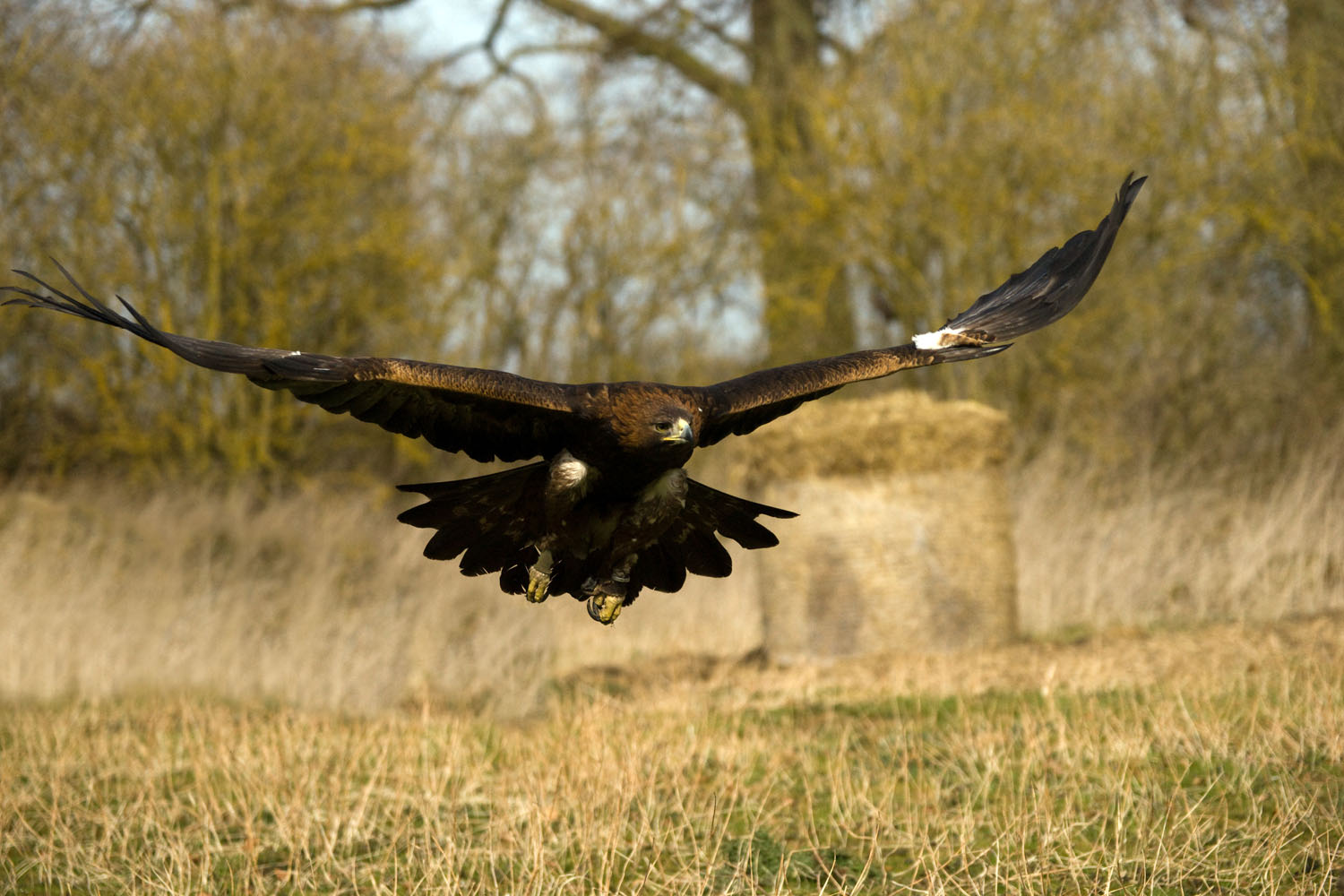 Mrshutterbug Wildlife Photography: Birds in Flight- The MrShutterbug ...