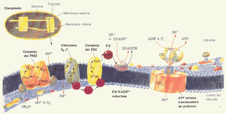 Bio-Advanced : FOTOSINTESIS I - FASE LUMINICA