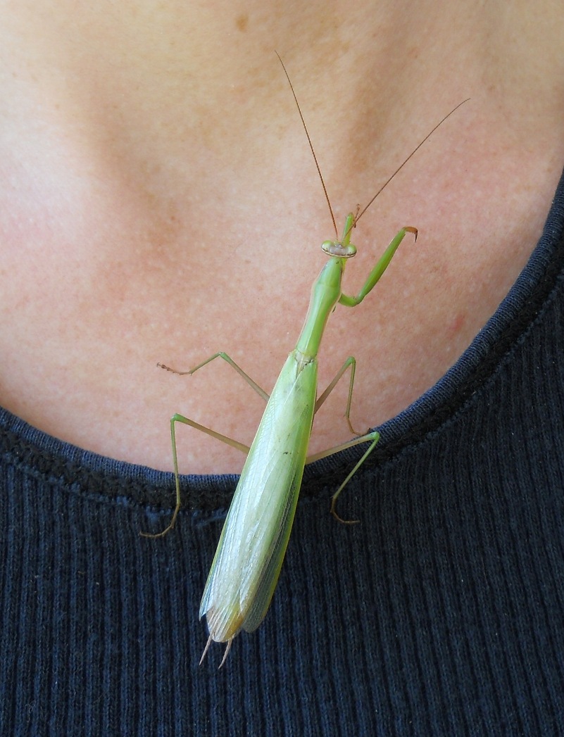 Divinity Withinity - art, creativity, fun: 2010