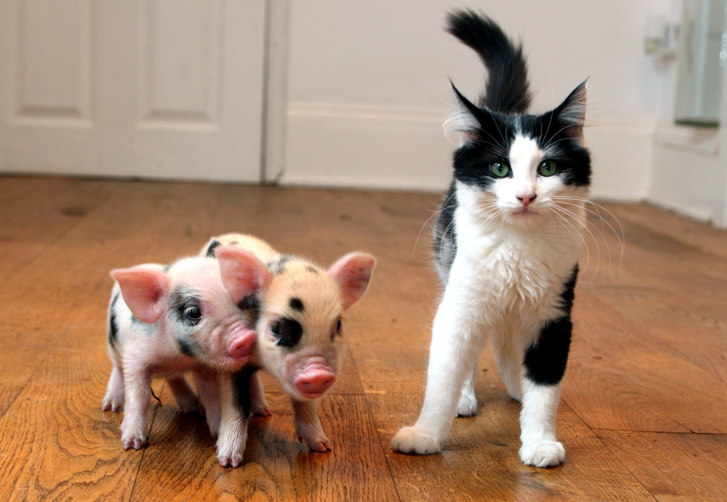 My Ugly Mug: A Cat & Two Piglets