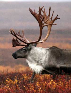 Tundra Biome: Caribou
