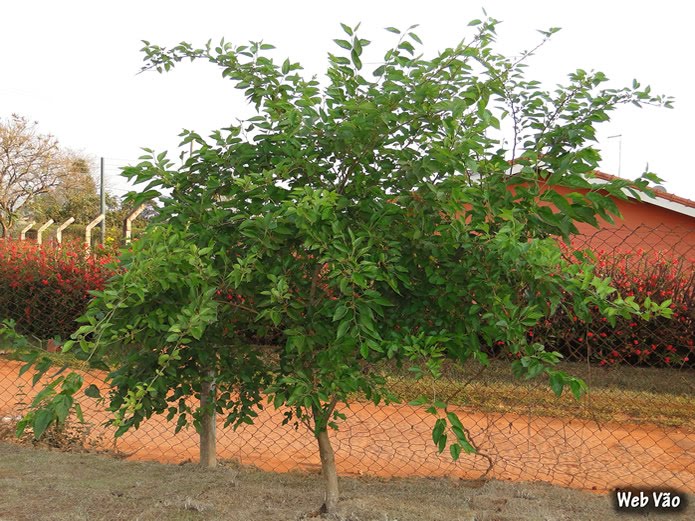 Reflorestando com Amoreira | Criar e Plantar - Paisagismo, Galinheiros ...