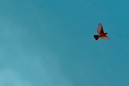 Pajarito volando - Imagui