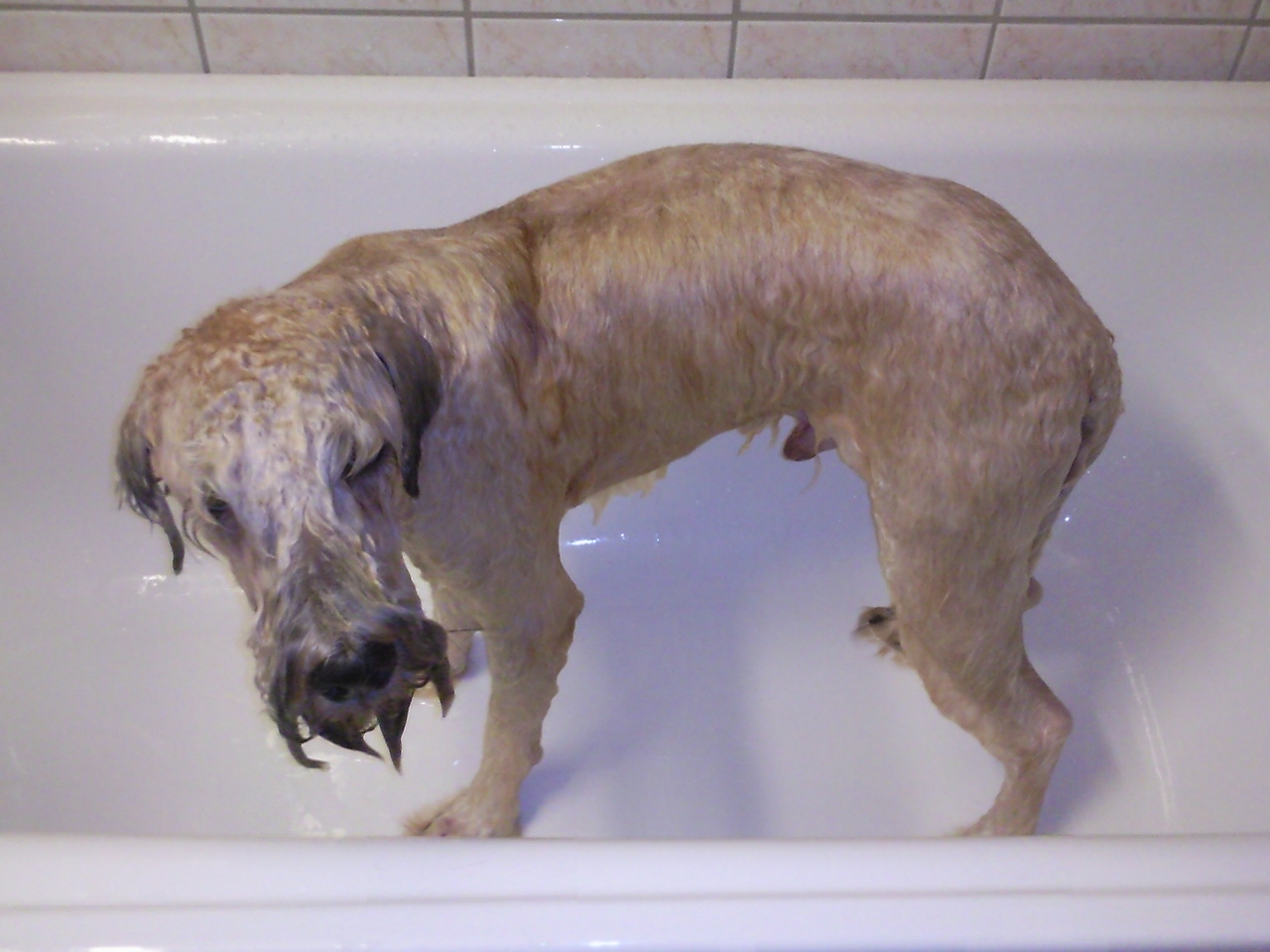 Lilla familjen : En sur hund...